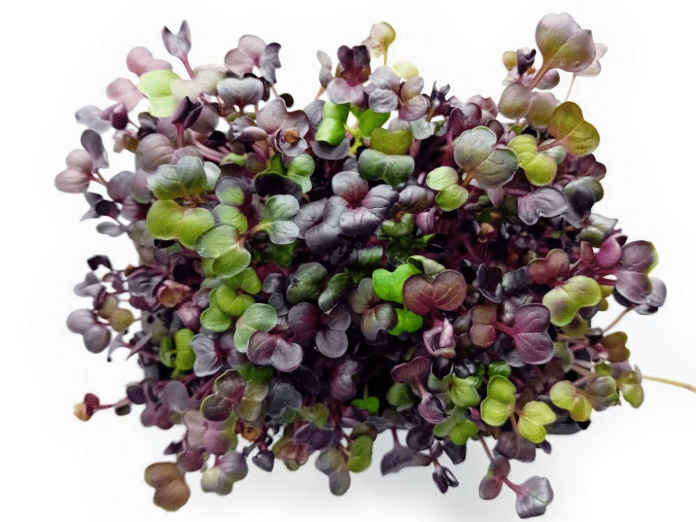 Microbrotes Rábanos Morados | Microbrotes vivos -24h | Som Greens